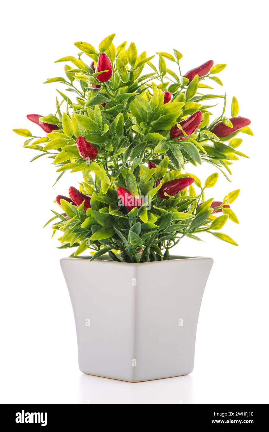 Small decorative chilli pepper plant Stock Photo - Alamy