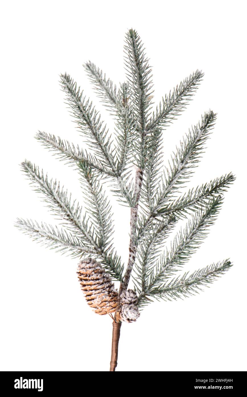 Christmas tree branch Stock Photo - Alamy