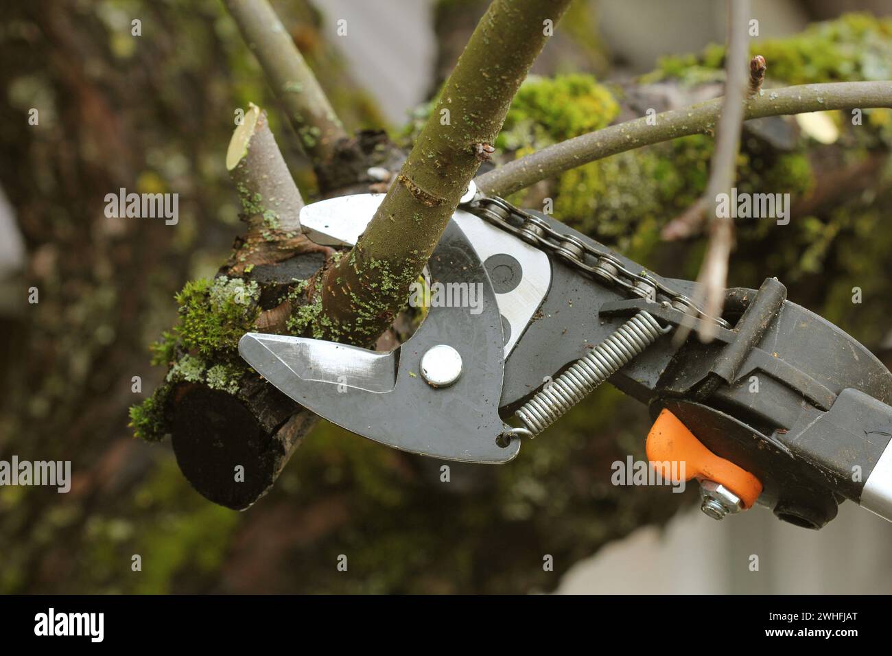 Gardener pruning old tree with pruning shears Stock Photo - Alamy