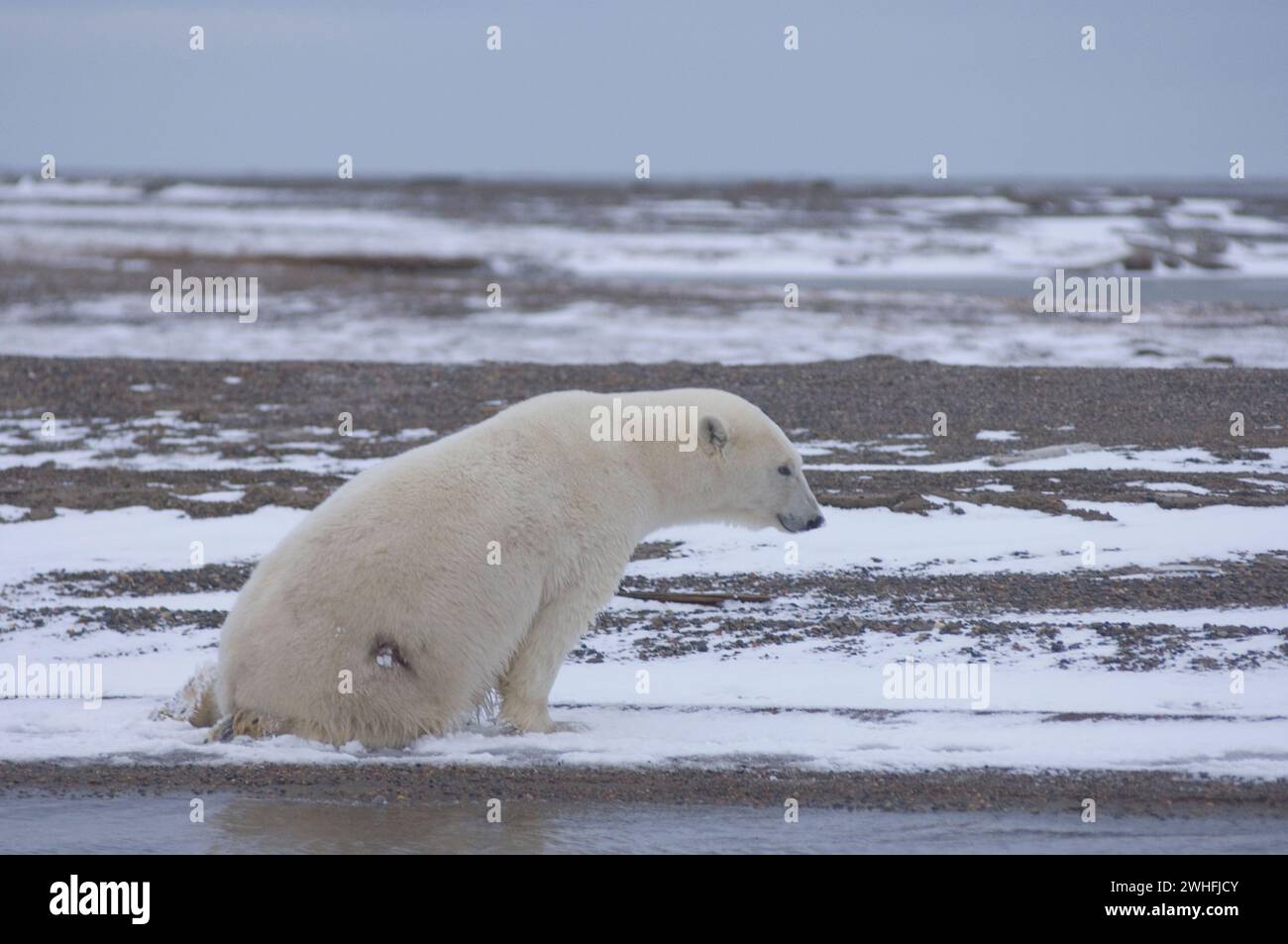 polar bear, Ursus maritimus Boar with a gash open scar wound on a ...