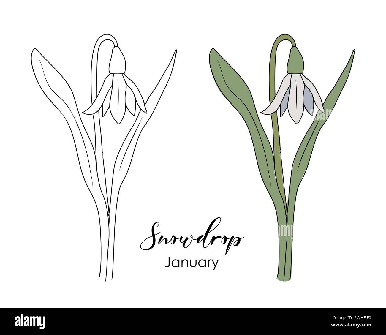 Snowdrop January birth month flower vector drawing Stock Vector Image ...