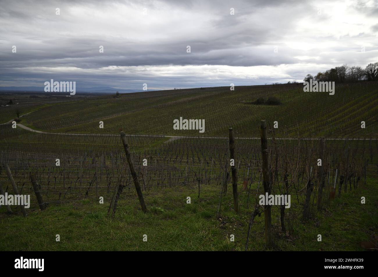 Landscape with scenic view of local Riesling wine vineyards in the ...