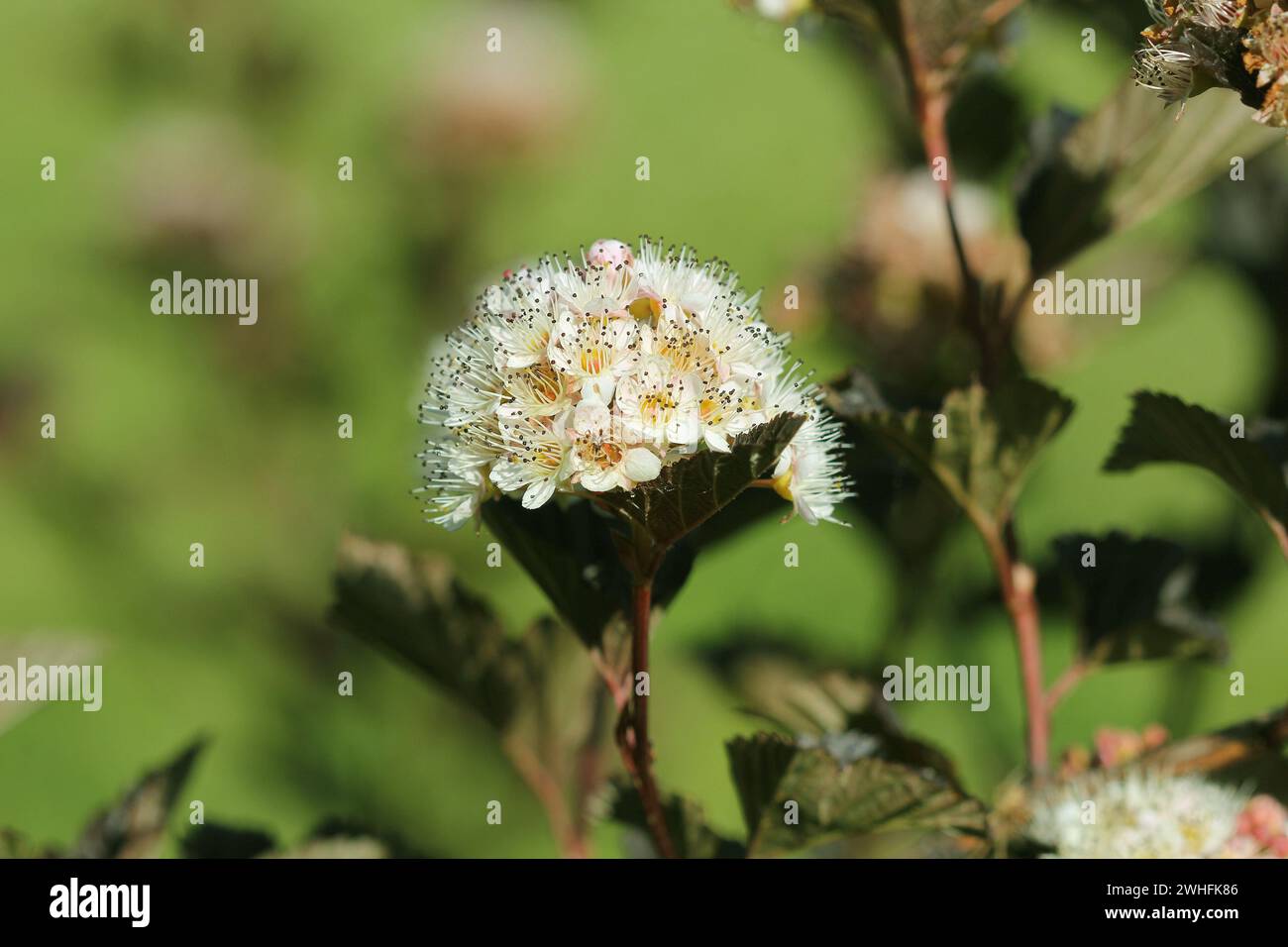 Floweringninebark hi-res stock photography and images - Alamy
