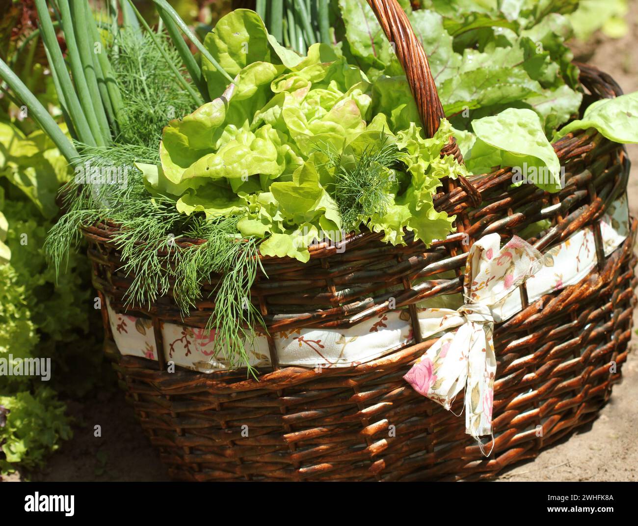 Vegetable patch basket hi-res stock photography and images - Alamy