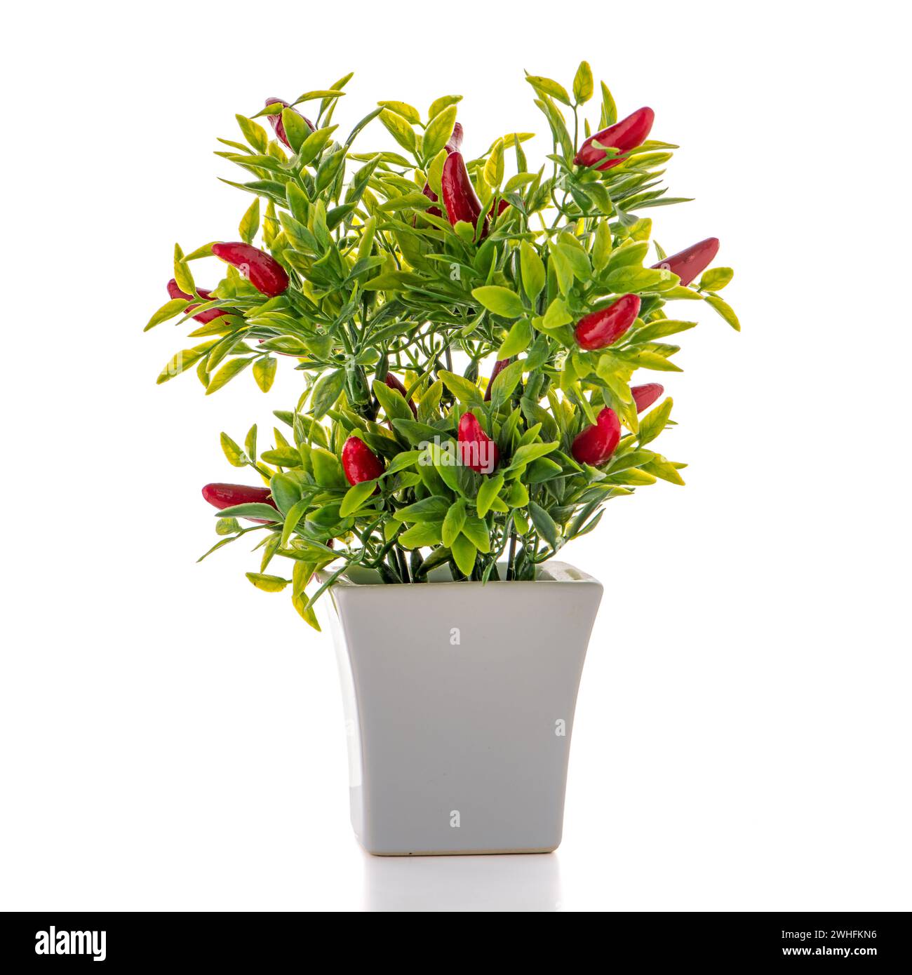 Small decorative chilli pepper plant Stock Photo - Alamy