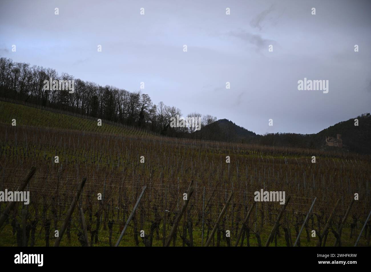 Landscape with scenic view of local Riesling wine vineyards in the ...