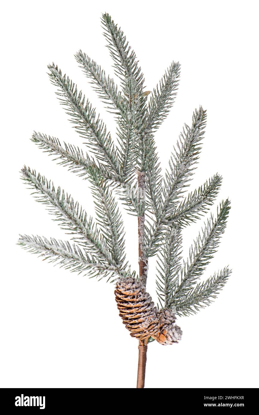 Christmas tree branch Stock Photo - Alamy
