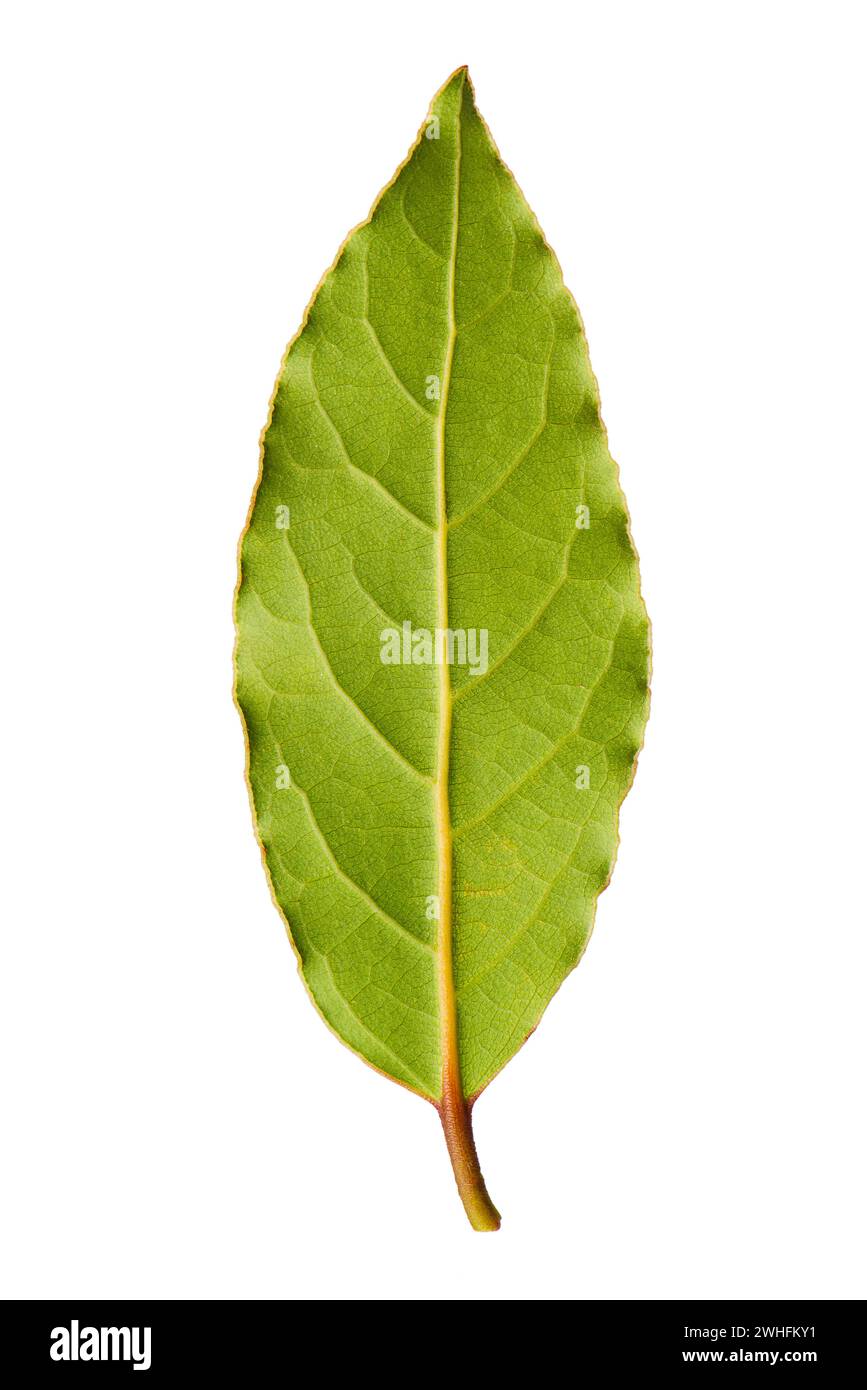 Laurel leaf isolated Stock Photo - Alamy
