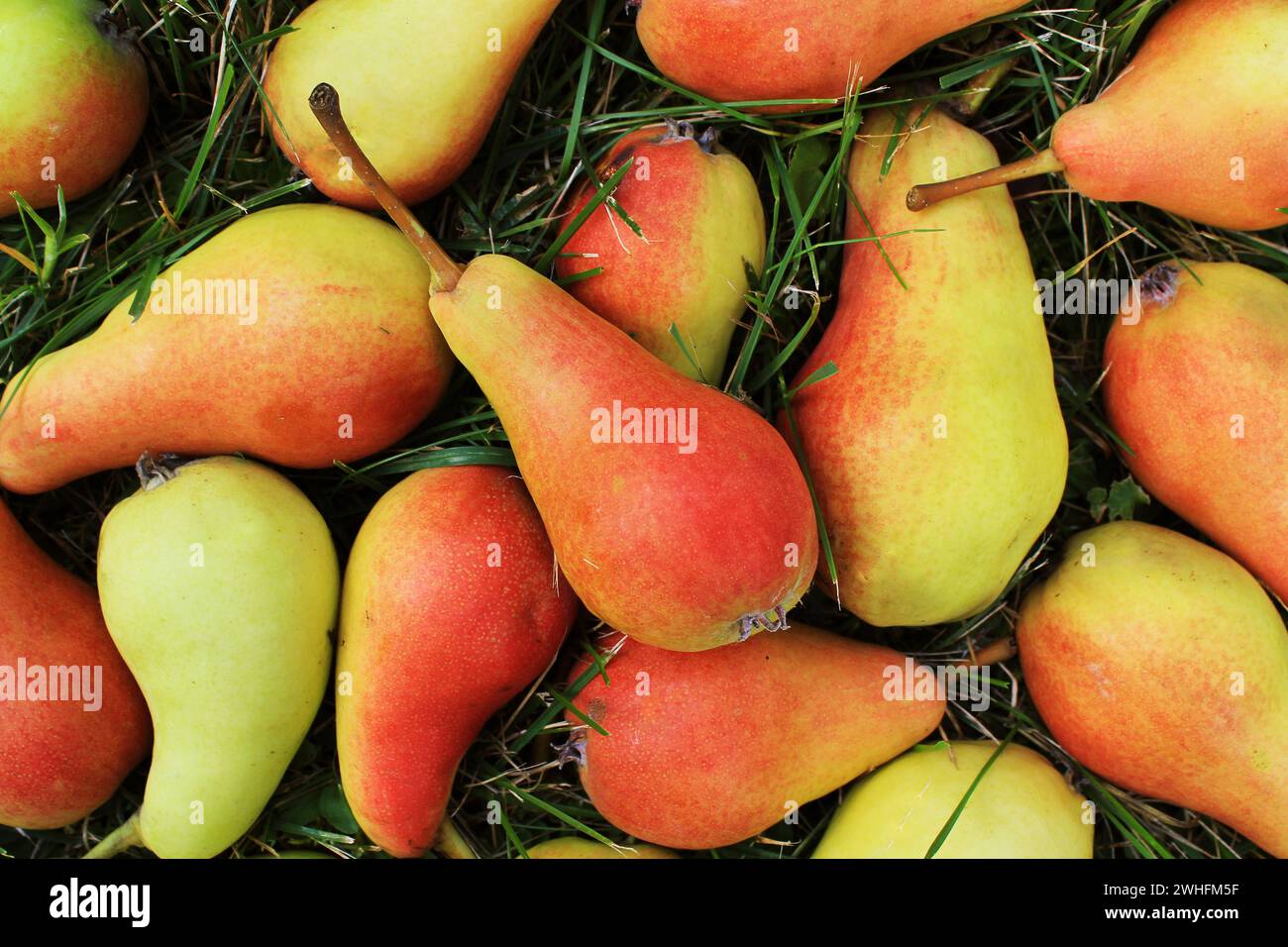 Fresh organic pears lying on the grass . Top view Stock Photo - Alamy