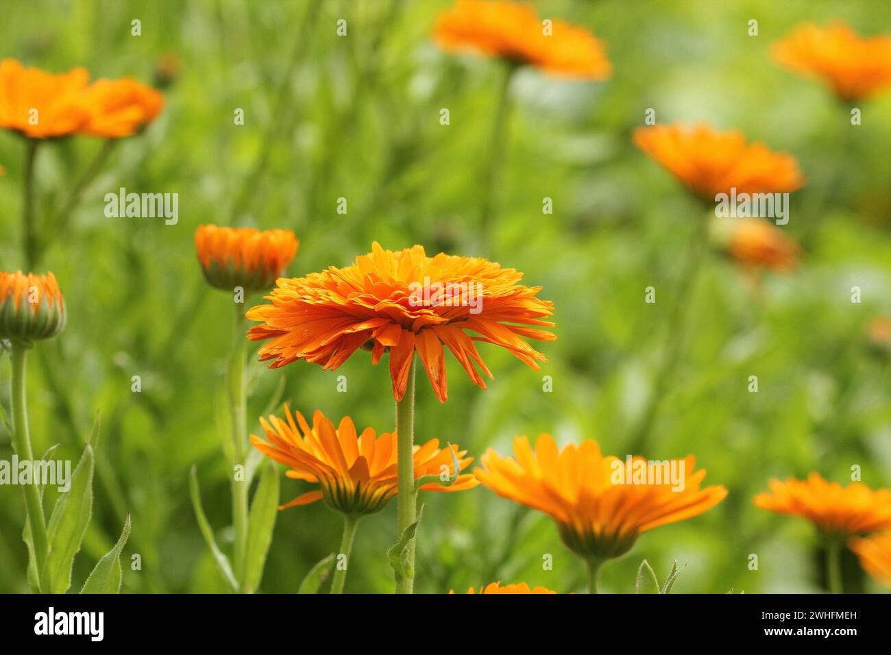 Orange pot marigold bloosom - Calendula officinalis field Stock Photo - Alamy