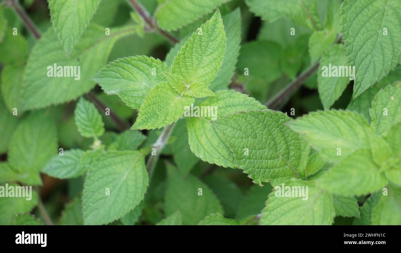 Black Grass Jelly Tree (Grass jelly, leaf jelly, herb jelly). This ...