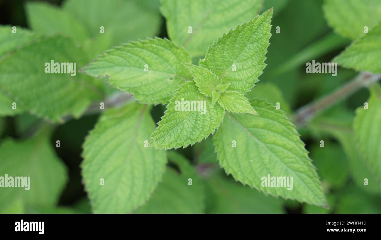 Black Grass Jelly Tree (Grass jelly, leaf jelly, herb jelly). This ...