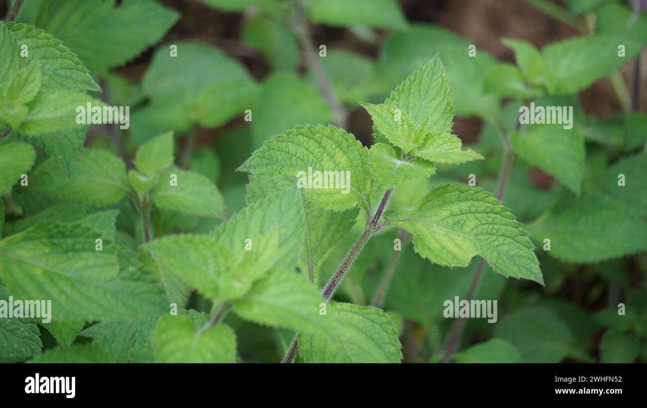 Black Grass Jelly Tree (Grass jelly, leaf jelly, herb jelly). This ...