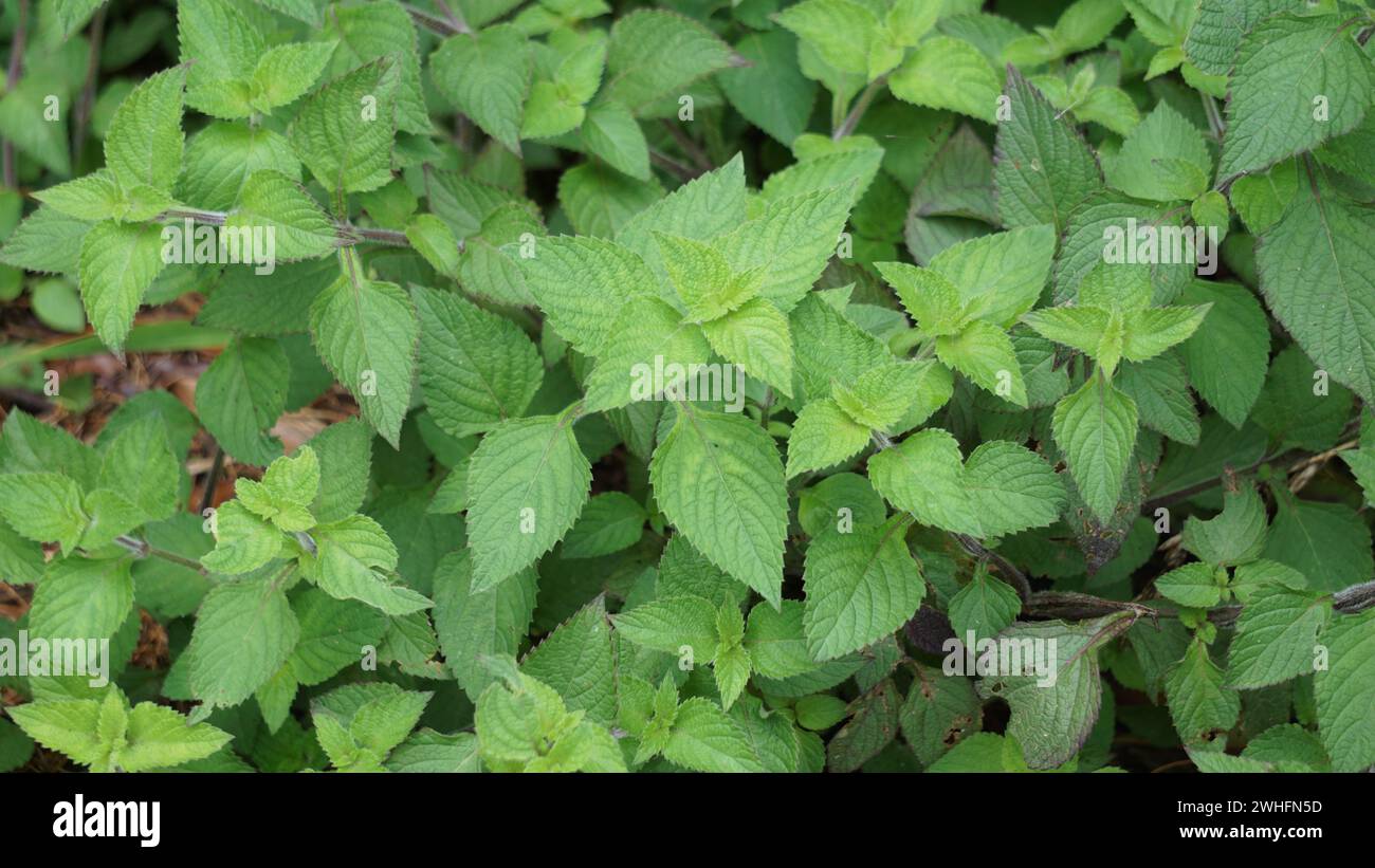 Black Grass Jelly Tree (Grass jelly, leaf jelly, herb jelly). This ...