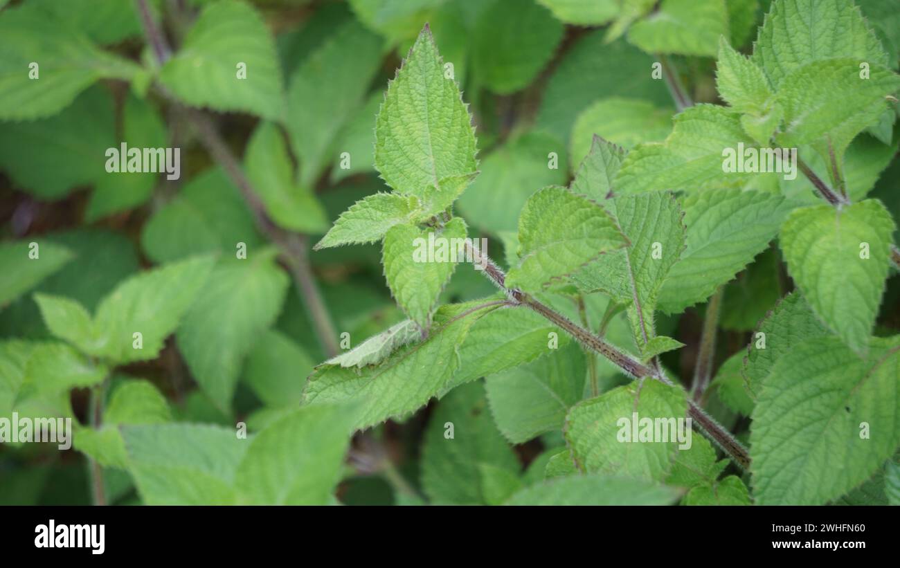 Black Grass Jelly Tree (Grass jelly, leaf jelly, herb jelly). This ...