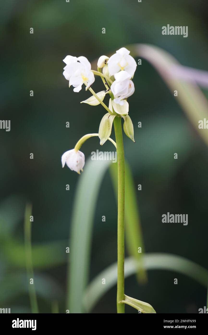 Eulophia nuda (spectacular eulophia, Amarkand). This plant have been ...