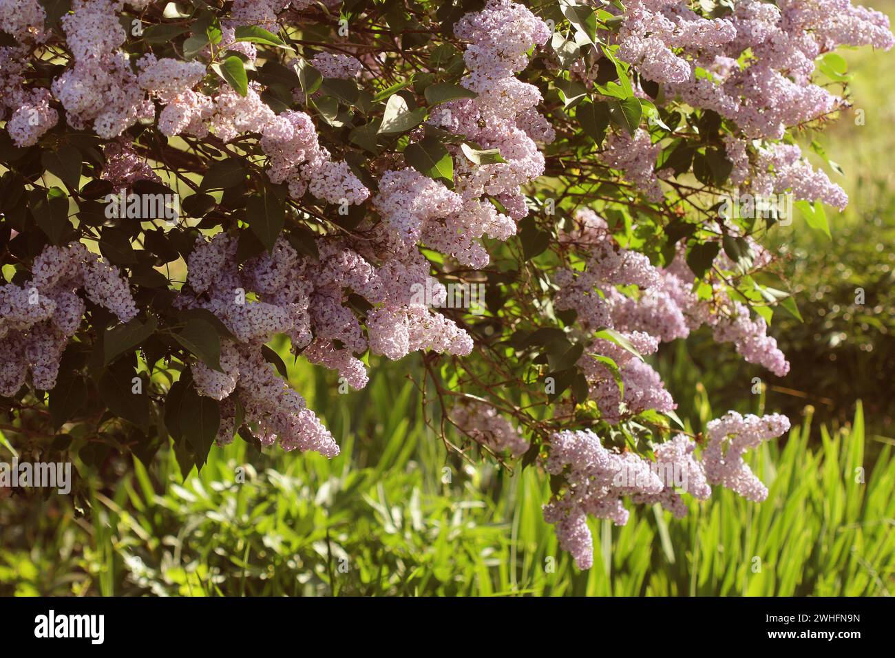 Branch of pink lilac in a garden, park. Beautiful flowering flowers of ...