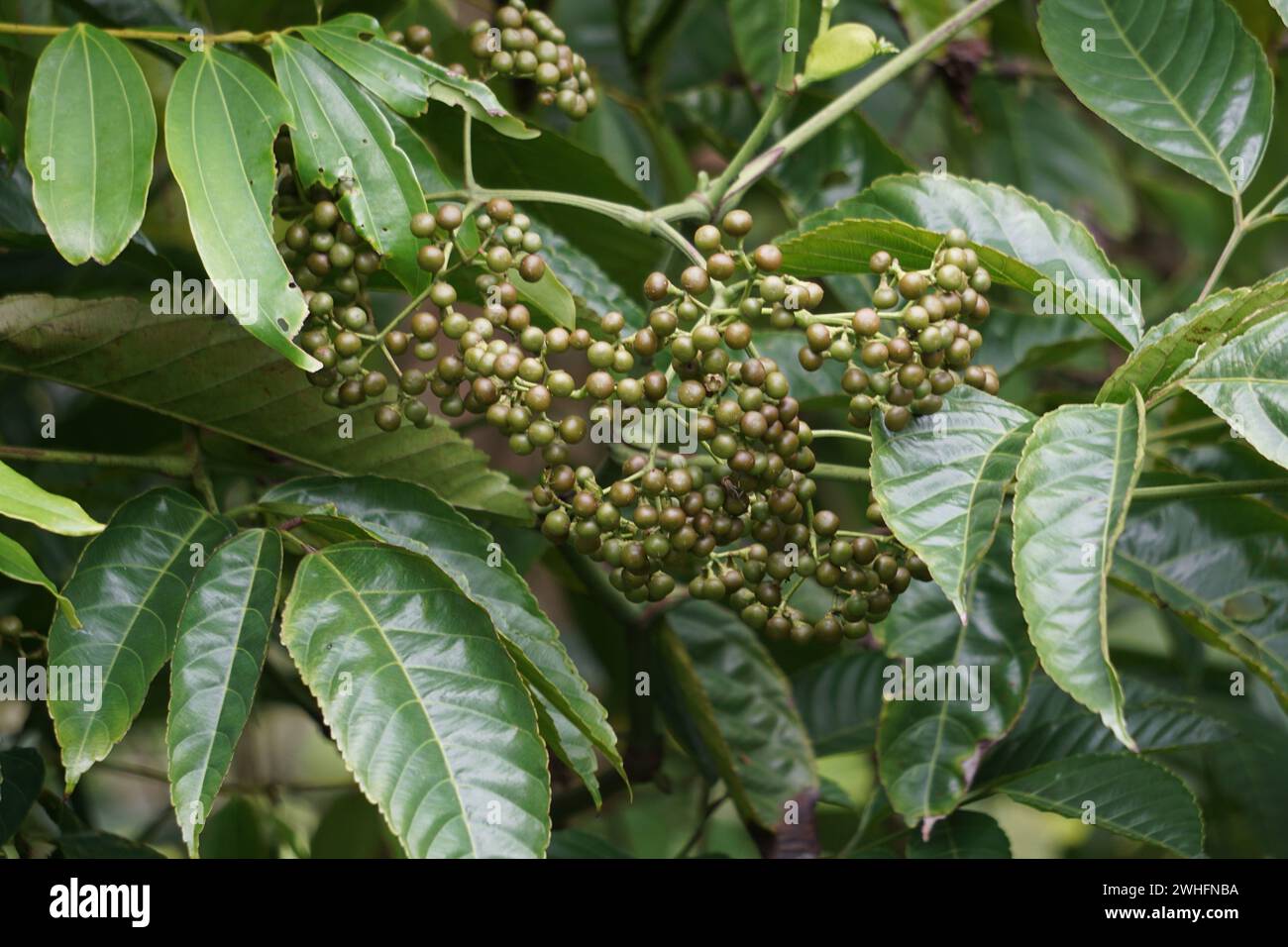 Leea gigantea hi-res stock photography and images - Alamy