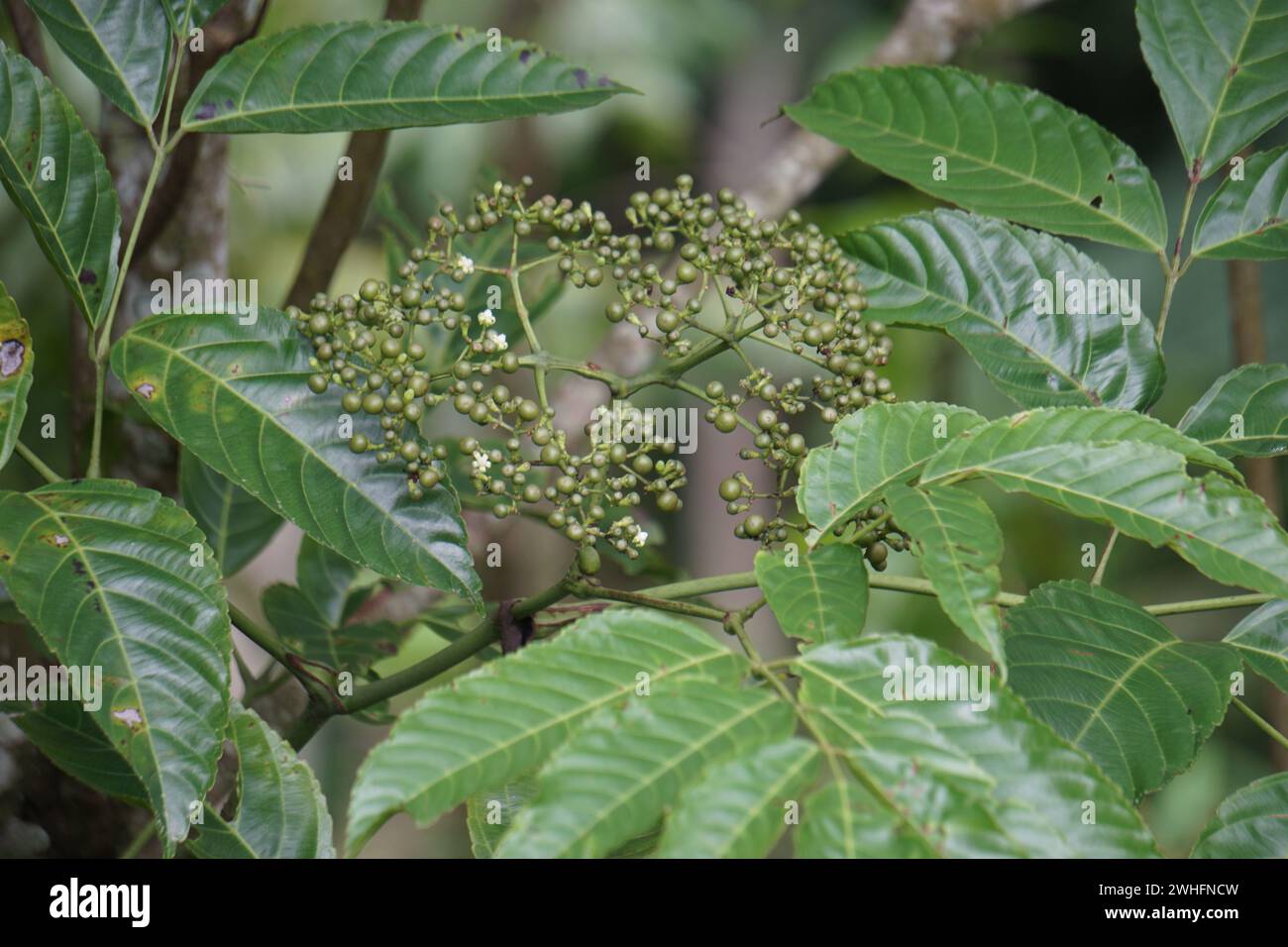 Leea gigantea hi-res stock photography and images - Alamy