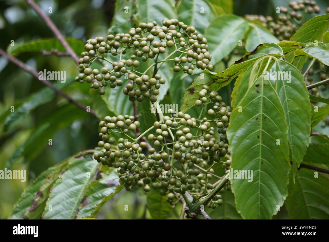 Leea gigantea hi-res stock photography and images - Alamy