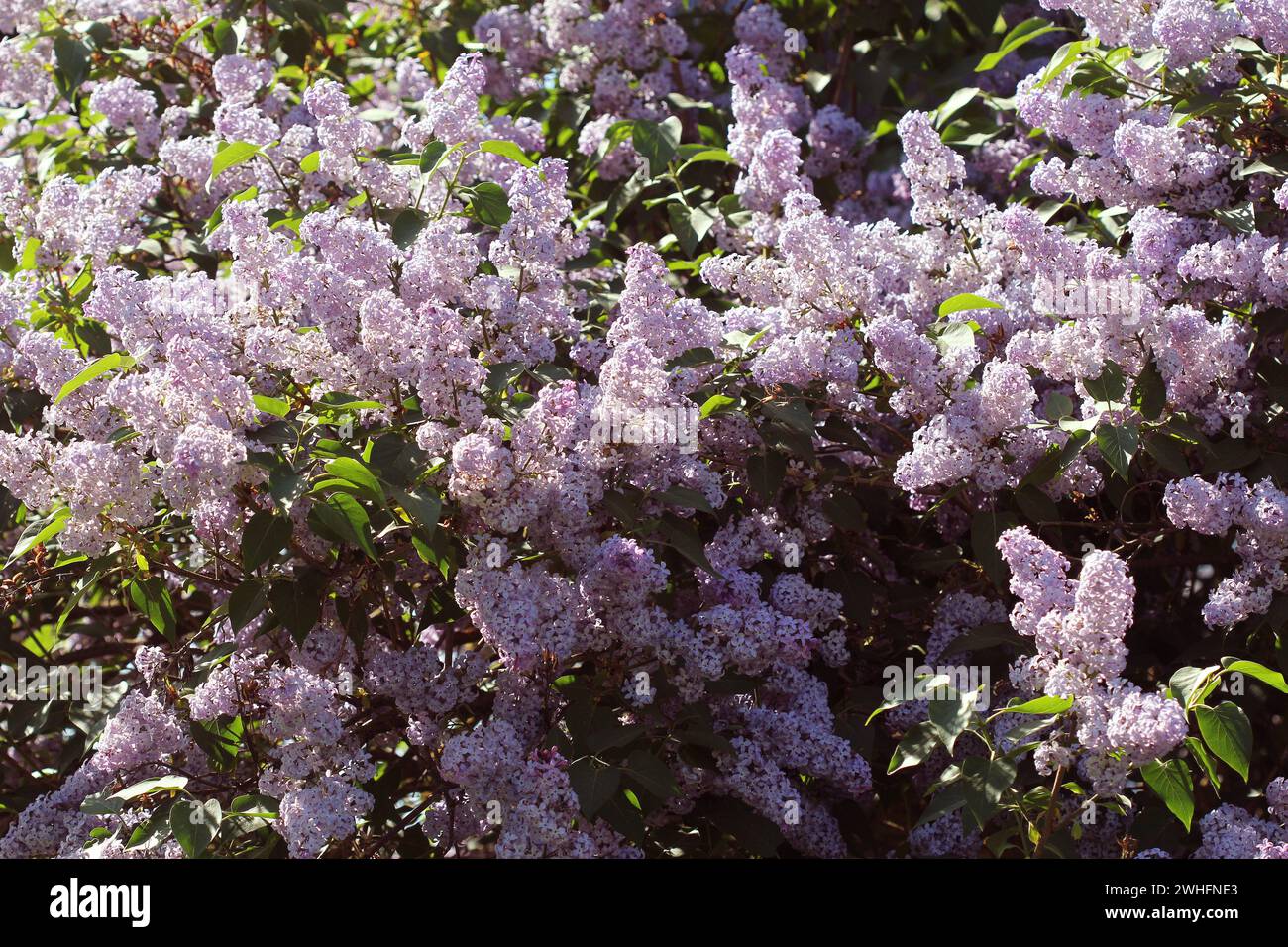 Branch of pink lilac in a garden, park. Beautiful flowering flowers of ...