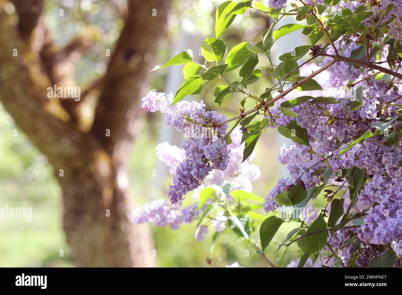 Branch of pink lilac in a garden, park. Beautiful flowering flowers of ...