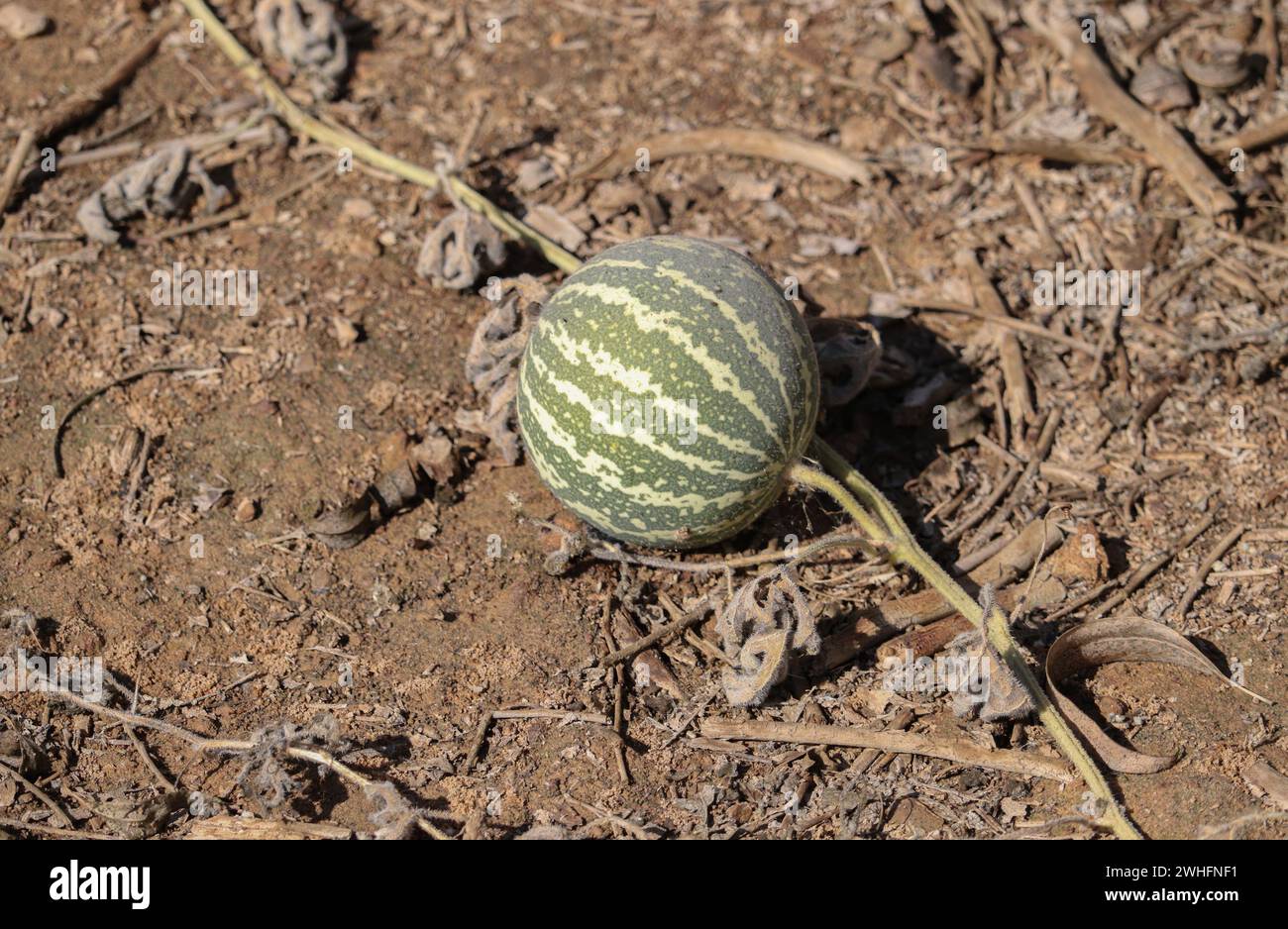 Bitter apple hi-res stock photography and images - Alamy