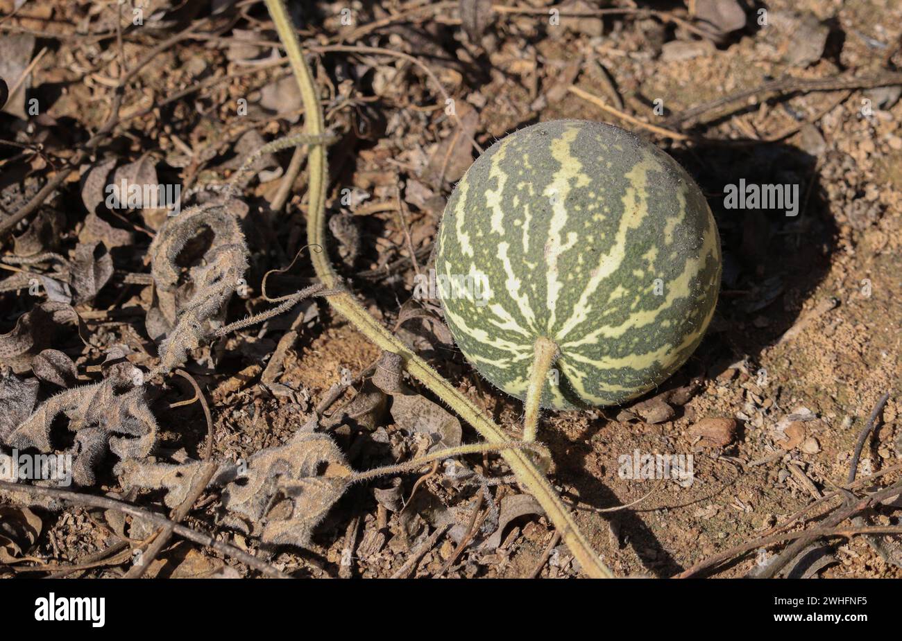 fruits of bitter apple / Colocynth (Citrullus colocynthis Stock Photo ...