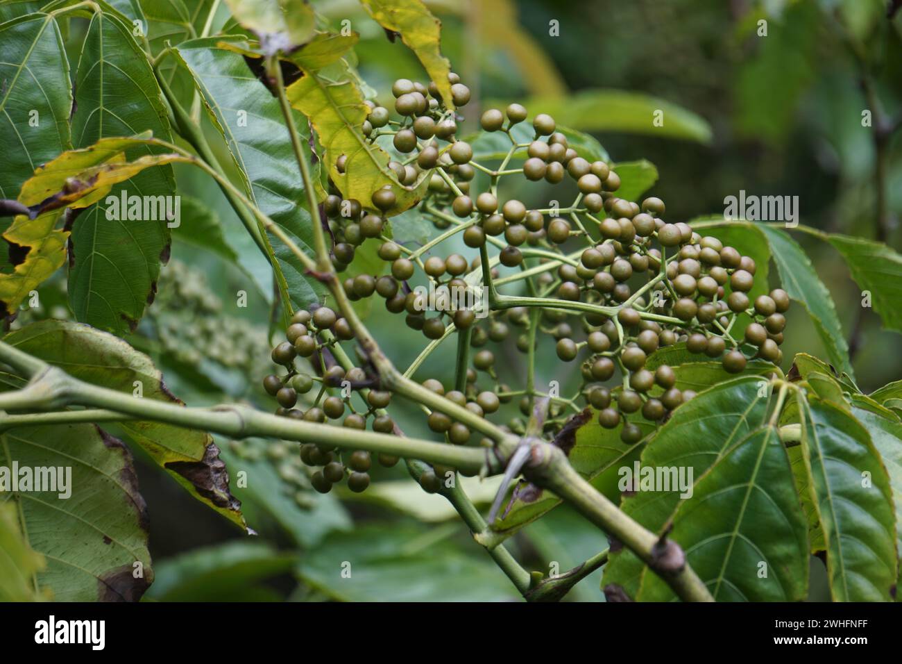 Leea gigantea hi-res stock photography and images - Alamy