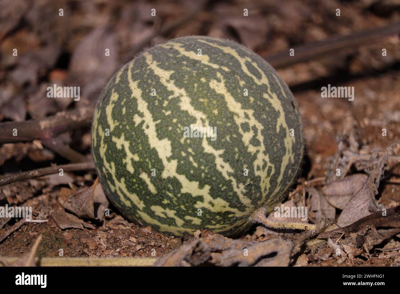 fruits of bitter apple / Colocynth (Citrullus colocynthis Stock Photo ...