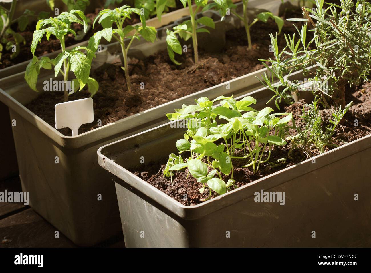 Container vegetables gardening. Vegetable garden on a terrace. Herbs ...