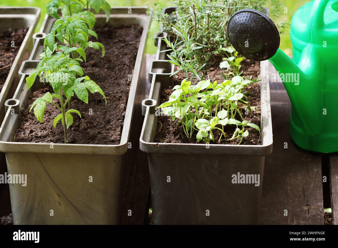 Container vegetables gardening. Vegetable garden on a terrace. Herbs ...