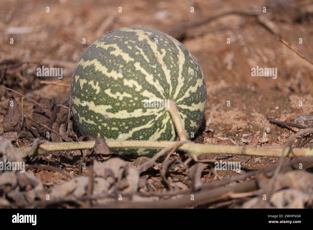 fruits of bitter apple / Colocynth (Citrullus colocynthis Stock Photo ...