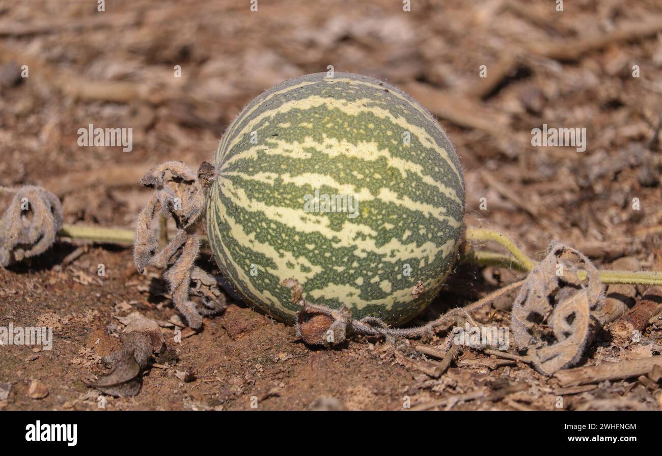 Nutraceutical properties hi-res stock photography and images - Alamy