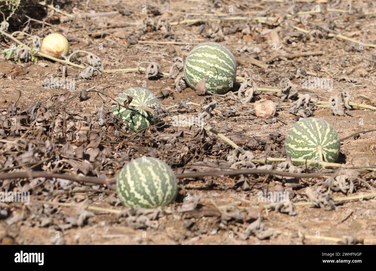 fruits of bitter apple / Colocynth (Citrullus colocynthis Stock Photo ...