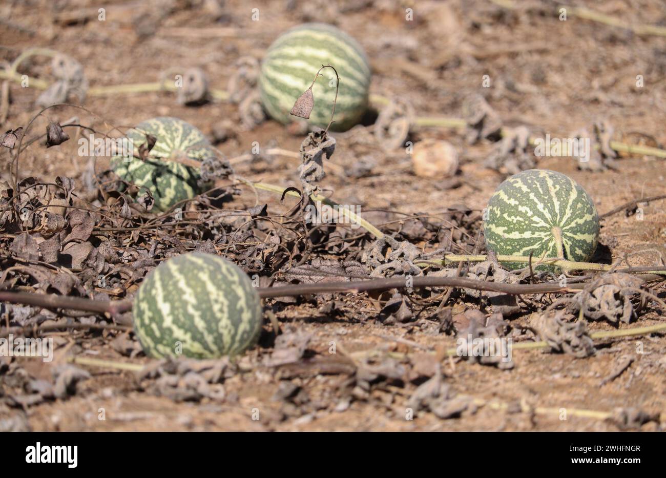 fruits of bitter apple / Colocynth (Citrullus colocynthis Stock Photo ...