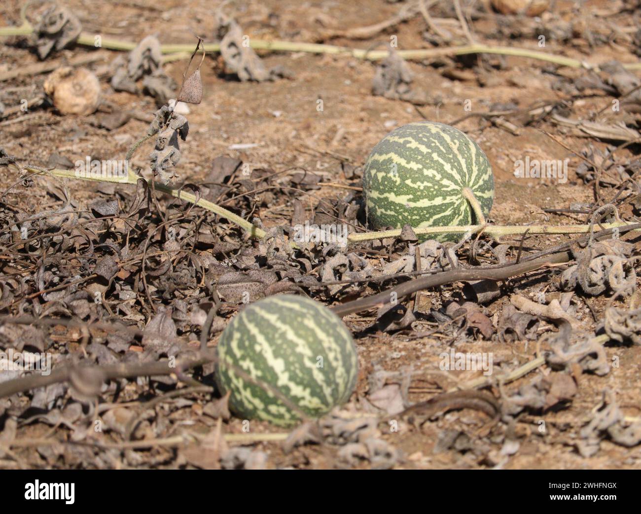 fruits of bitter apple / Colocynth (Citrullus colocynthis Stock Photo ...