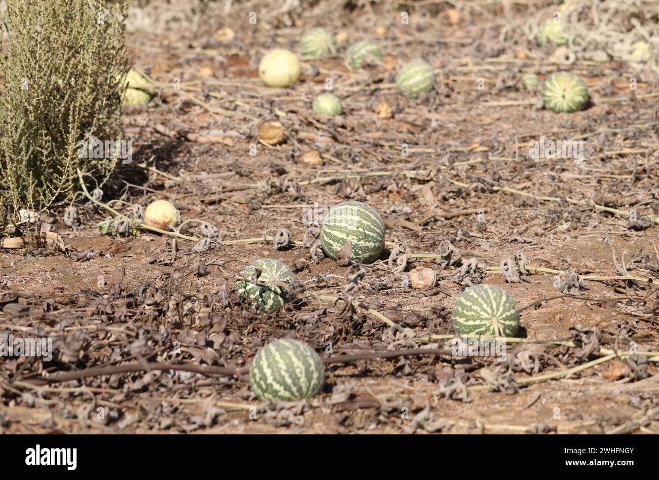 fruits of bitter apple / Colocynth (Citrullus colocynthis Stock Photo ...