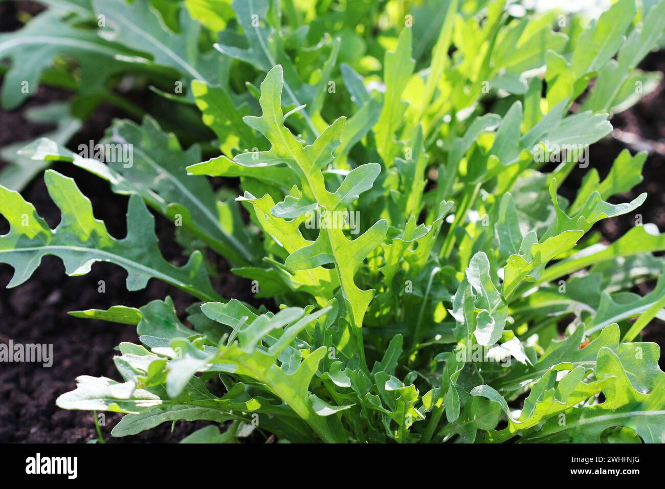 Arugula plant growing in organic vegetable garden Stock Photo - Alamy