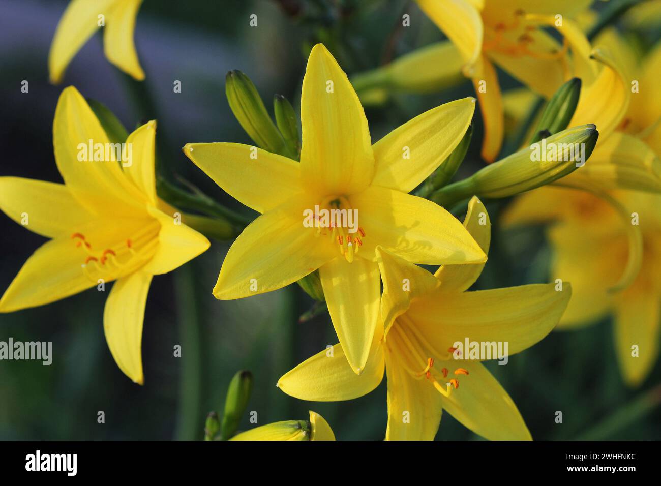 Branch of flower Hemerocallis lilioasphodelus (also called Lemon Lily ...
