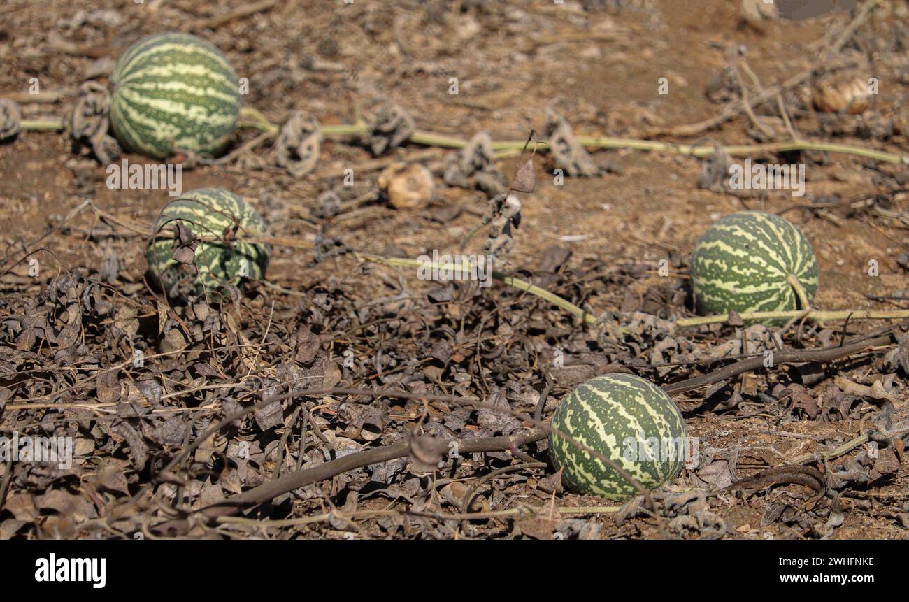 fruits of bitter apple / Colocynth (Citrullus colocynthis Stock Photo ...
