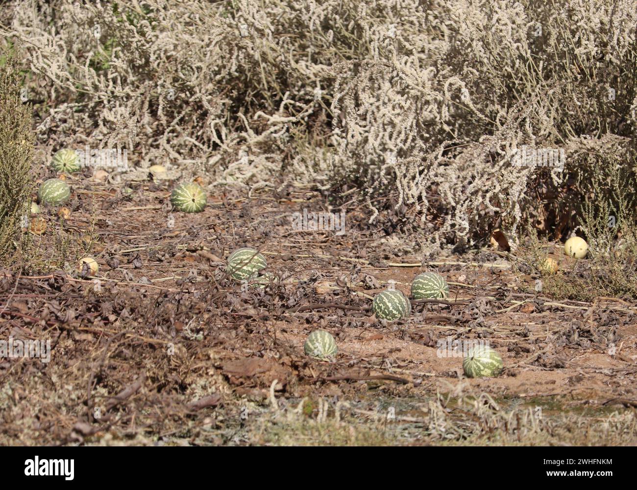 fruits of bitter apple / Colocynth (Citrullus colocynthis Stock Photo ...