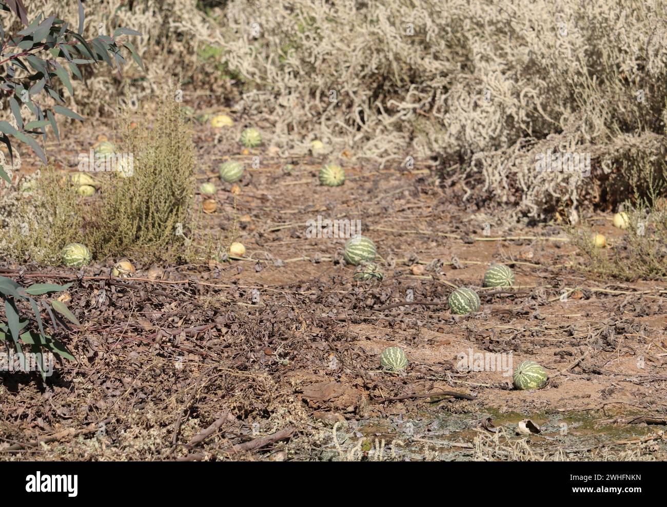 Colocynth fruits hi-res stock photography and images - Alamy