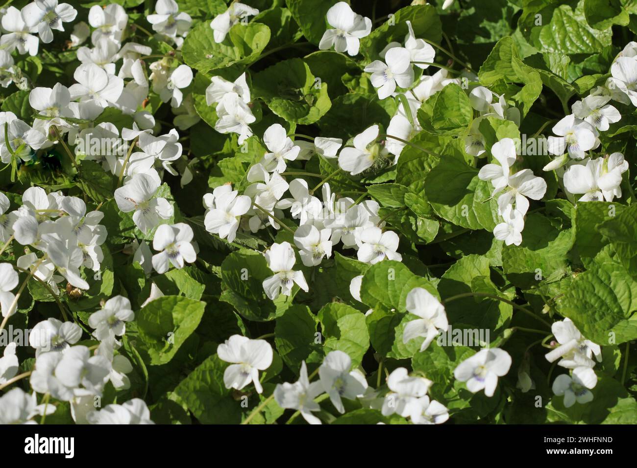 White viola odorata, top view Stock Photo - Alamy