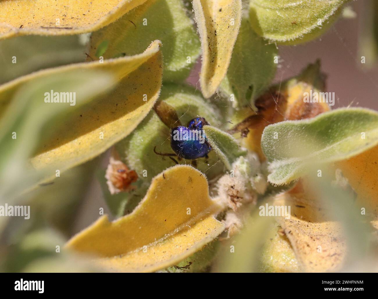 Biodiversity aswan hi-res stock photography and images - Alamy