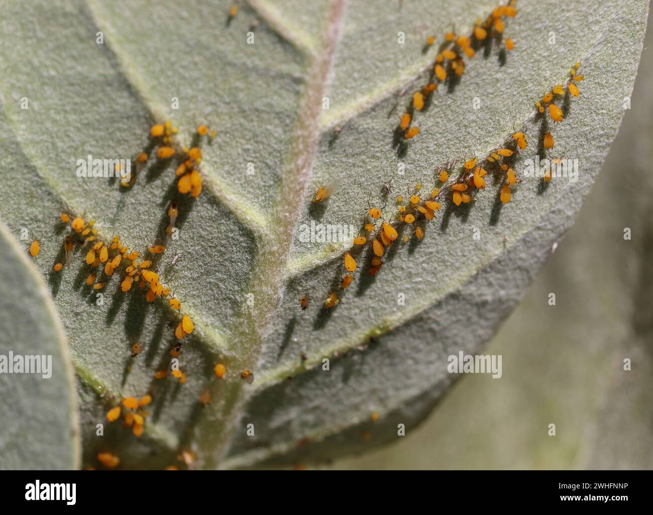 Aphids stucking on a leaf Stock Photo - Alamy