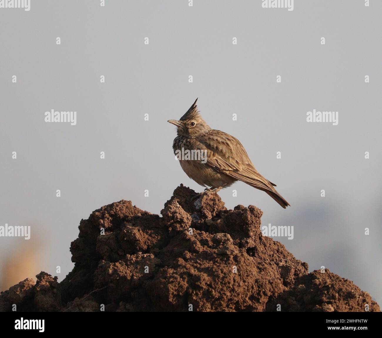 Lark species hi-res stock photography and images - Alamy