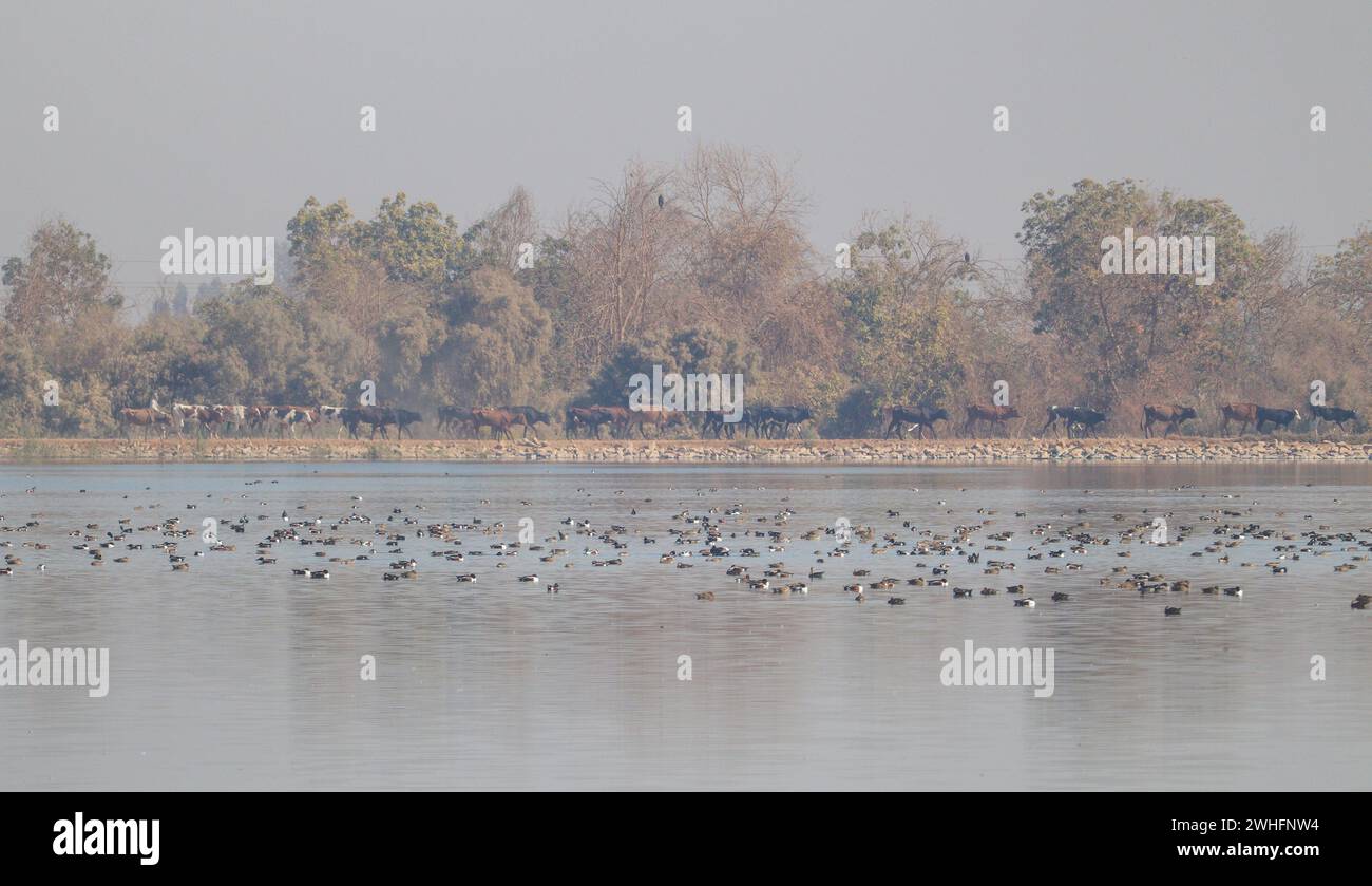 different migratory birds on the river Nile in Aswan, Egypt Stock Photo ...