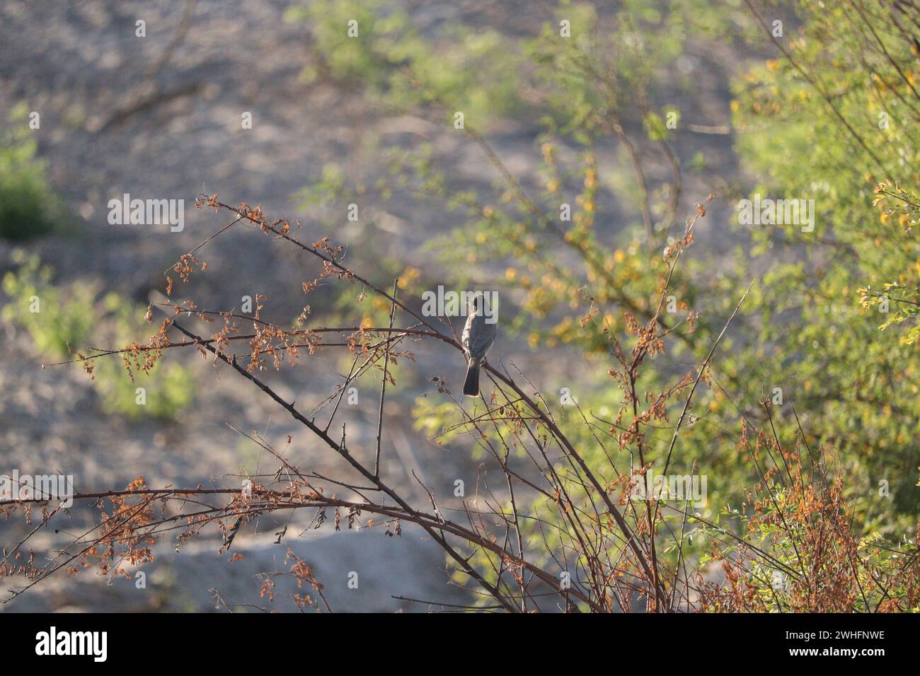 common bulbul bird stands on tree branches Stock Photo - Alamy