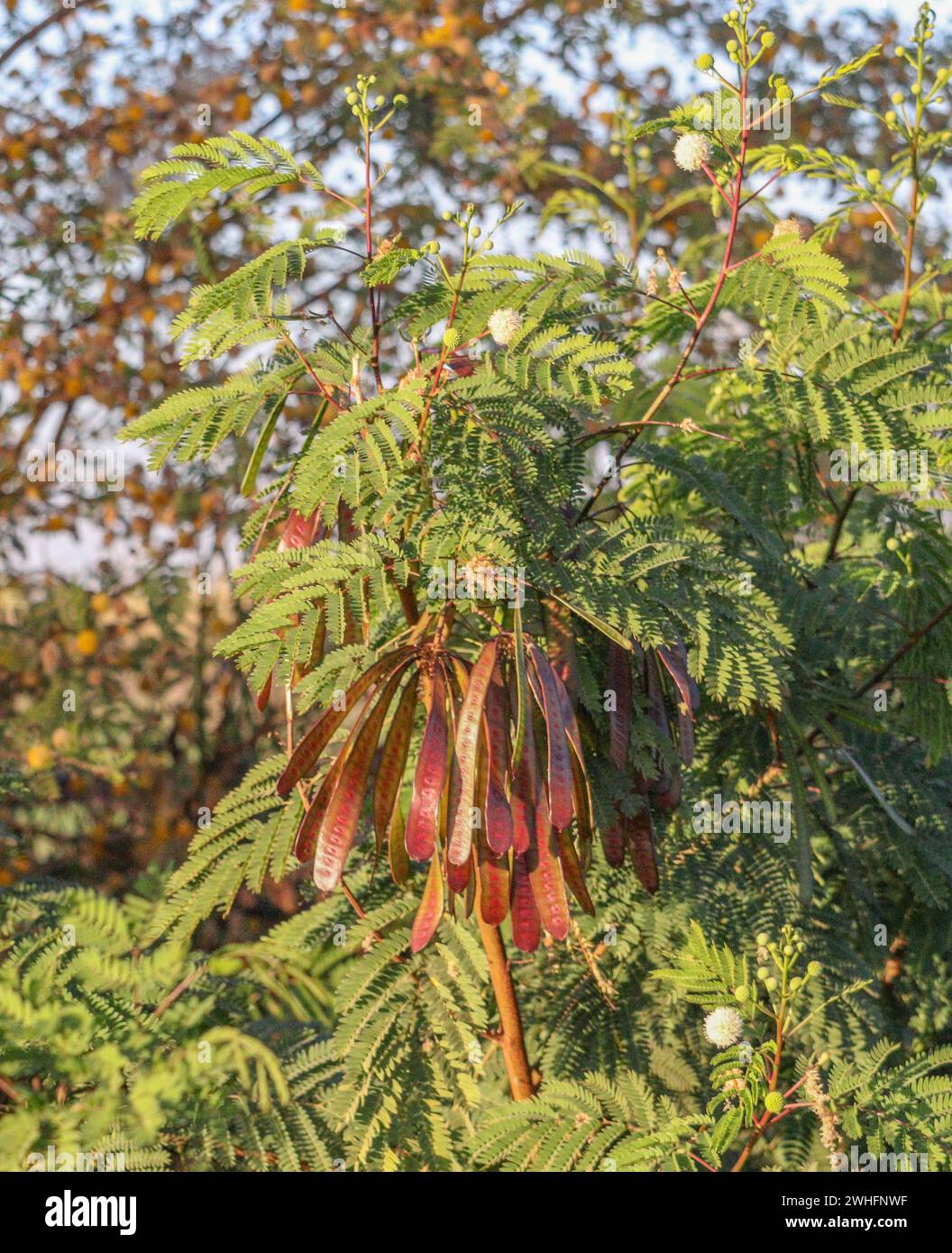 Nile plants hi-res stock photography and images - Alamy